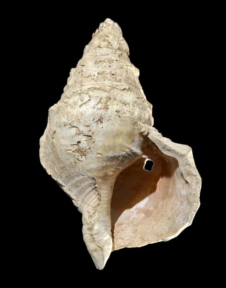 The Marsoulas Conch Shell [IMAGE] | EurekAlert! Science News Releases