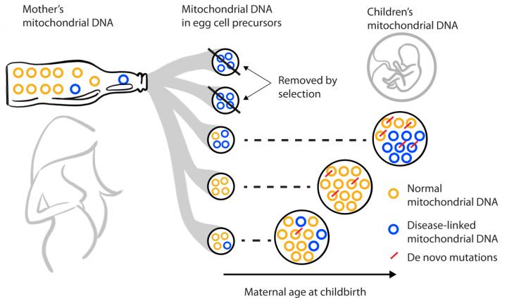 Mitochondrial DNA Bottleneck [IMAGE] | EurekAlert! Science News Releases