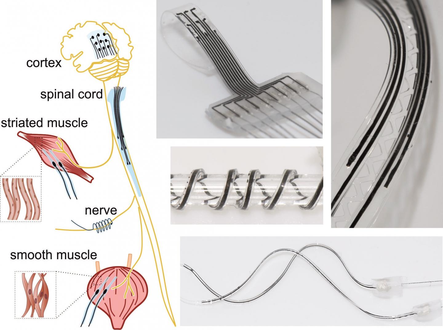 NeuroPrint [IMAGE] | EurekAlert! Science News Releases