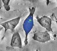 Toxicity of silver nanowires | EurekAlert!