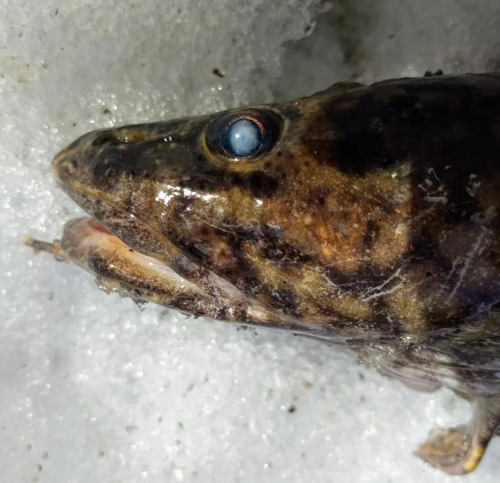 Fish with eye parasites [IMAGE] | EurekAlert! Science News Releases