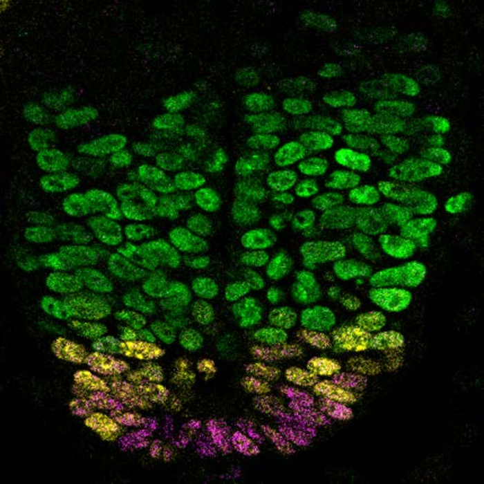 Mouse neural tube [IMAGE] | EurekAlert! Science News Releases