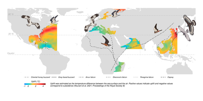 Autumn migration trajectories [IMAGE] | EurekAlert! Science News Releases