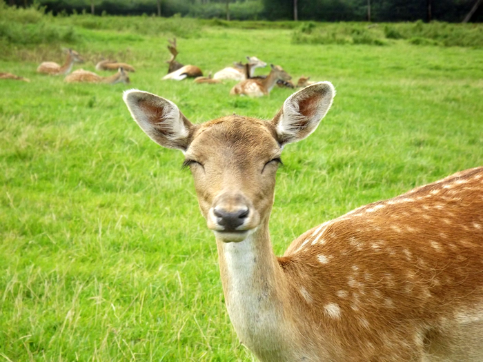 Optimistic Forager [IMAGE] | EurekAlert! Science News Releases