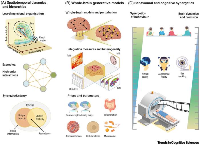 A new model for understanding the brain and i | EurekAlert!