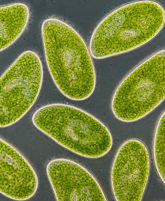 Paramecium bursaria, a mixatro [IMAGE] | EurekAlert! Science News Releases