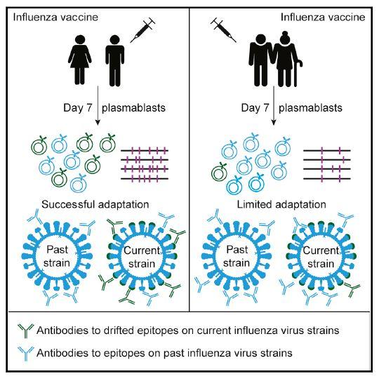 Influenza Vaccine Effectivenes [IMAGE] | EurekAlert! Science News Releases