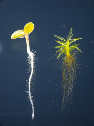 Flowering Plants Rooted in the [IMAGE] | EurekAlert! Science News Releases