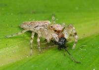 To Gauge Distance, Jumping Spiders See Green | EurekAlert!