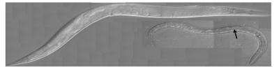 Constipated Worm [IMAGE] | EurekAlert! Science News Releases