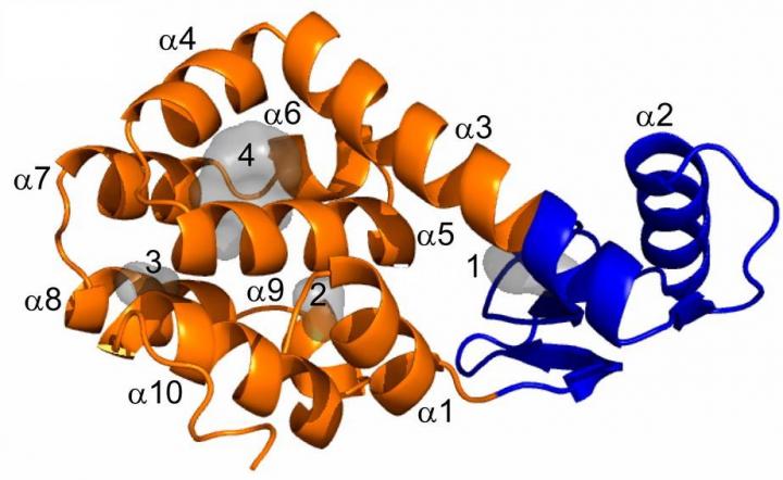 Cavities Destabilize Proteins [IMAGE] | EurekAlert! Science News Releases