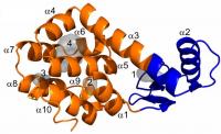 Empty spaces, how do they make a protein unst | EurekAlert!