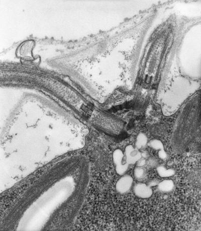Green Algae Genome Gives Histo [IMAGE] | EurekAlert! Science News Releases