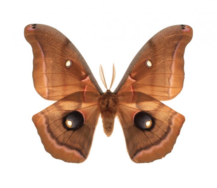 The Ancient Arms Race Between Bats and Moths | EurekAlert!