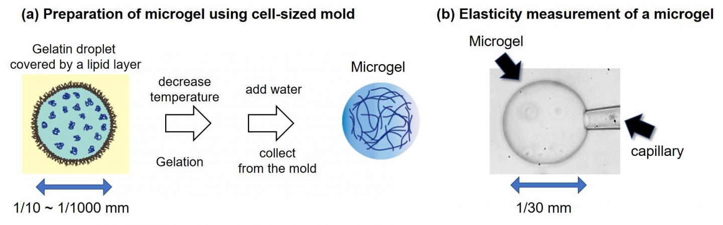 Figure 1 [IMAGE] | EurekAlert! Science News Releases