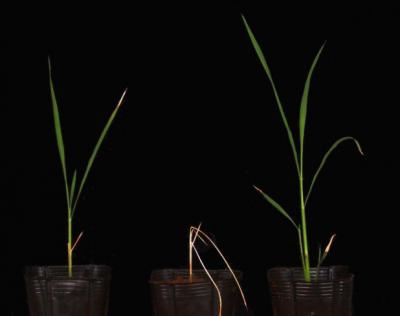 Salt Tolerant Rice Plants [IMAGE] | EurekAlert! Science News Releases