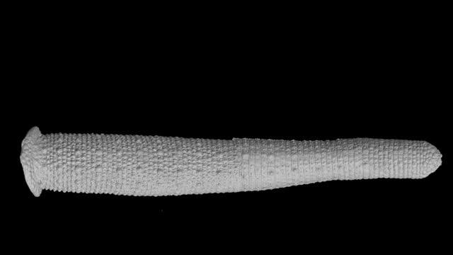 Tiny Australian leech named for best-selling | EurekAlert!
