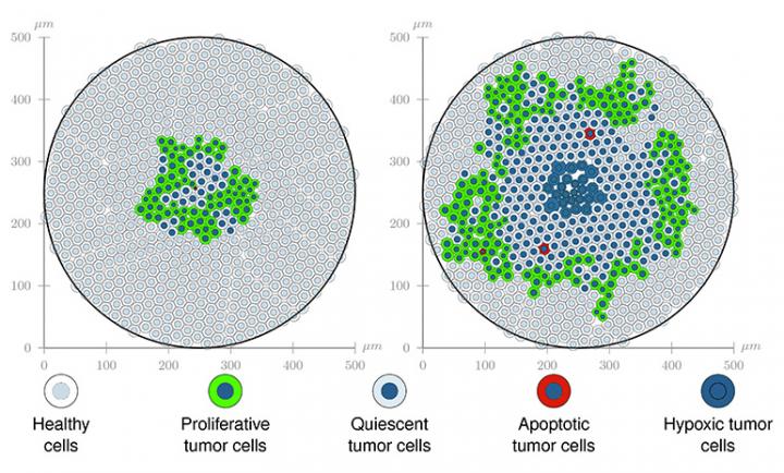 Snapshots of a Tumor Model [IMAGE] | EurekAlert! Science News Releases