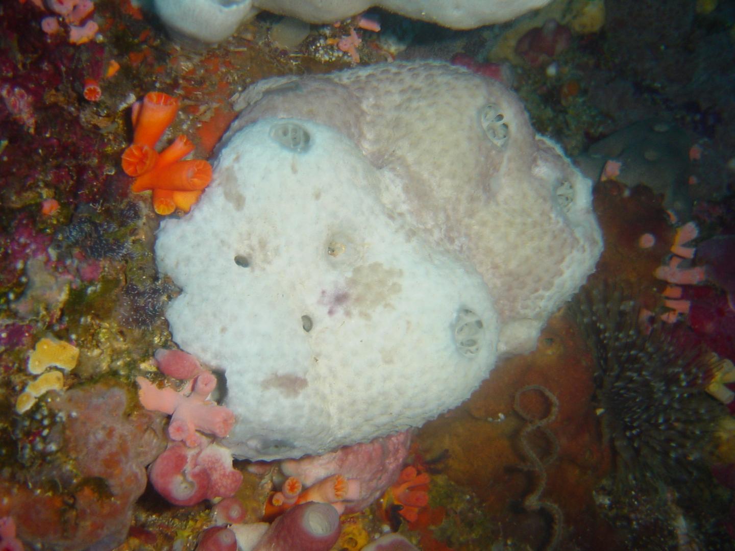 One of the New Sponge Species [IMAGE] | EurekAlert! Science News Releases