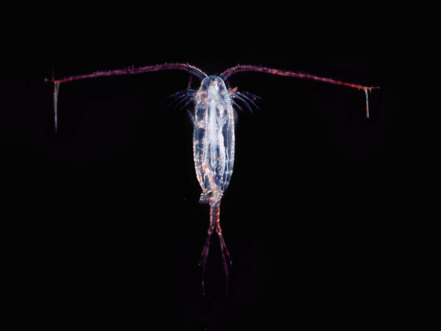 Copepod [IMAGE] | EurekAlert! Science News Releases