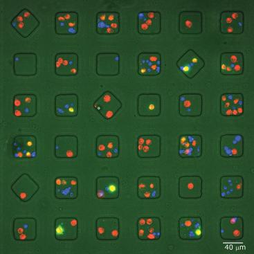 Cells Within Nanowell Array [IMAGE] | EurekAlert! Science News Releases