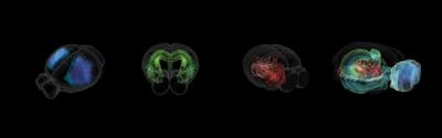 Blue Brain Project releases first-ever digita | EurekAlert!