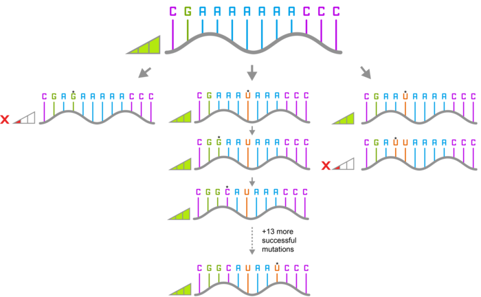 Pathways of a neutral networks [IMAGE] | EurekAlert! Science News Releases
