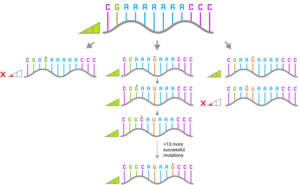 Pathways of a neutral networks [IMAGE] | EurekAlert! Science News Releases