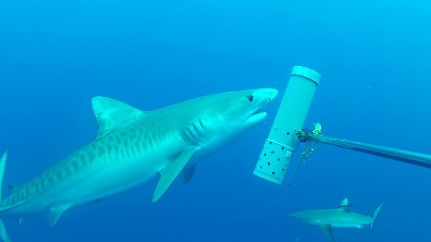 Rare Sharks Are No Longer in t [IMAGE] | EurekAlert! Science News Releases