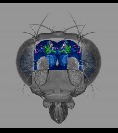 New Brain Component in Drosophila Memo | EurekAlert!