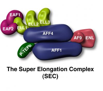 SEC [IMAGE] | EurekAlert! Science News Releases