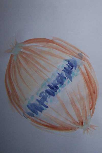 Watercolor Interpretation of Mitotic Spindle | EurekAlert!