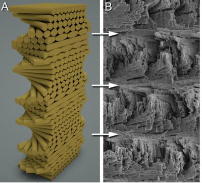 Helicoidal Structure of the Ma [IMAGE] | EurekAlert! Science News Releases