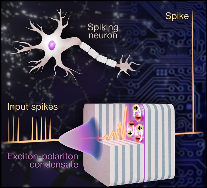 An artificial polariton neuron as a step towa | EurekAlert!
