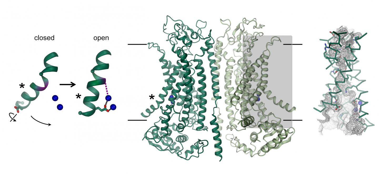 Calcium-Activated Chloride Cha [IMAGE] | EurekAlert! Science News Releases