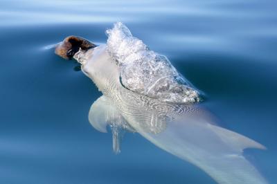 A Bottlenose Dolphin with a Sp [IMAGE] | EurekAlert! Science News Releases