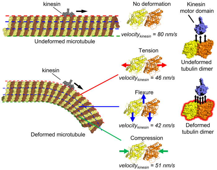 Kinesin-microtubule interactio [IMAGE] | EurekAlert! Science News Releases