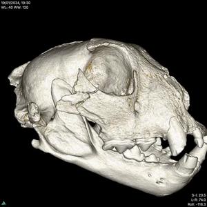 Conquest of Asia and Europe by snow leopards | EurekAlert!