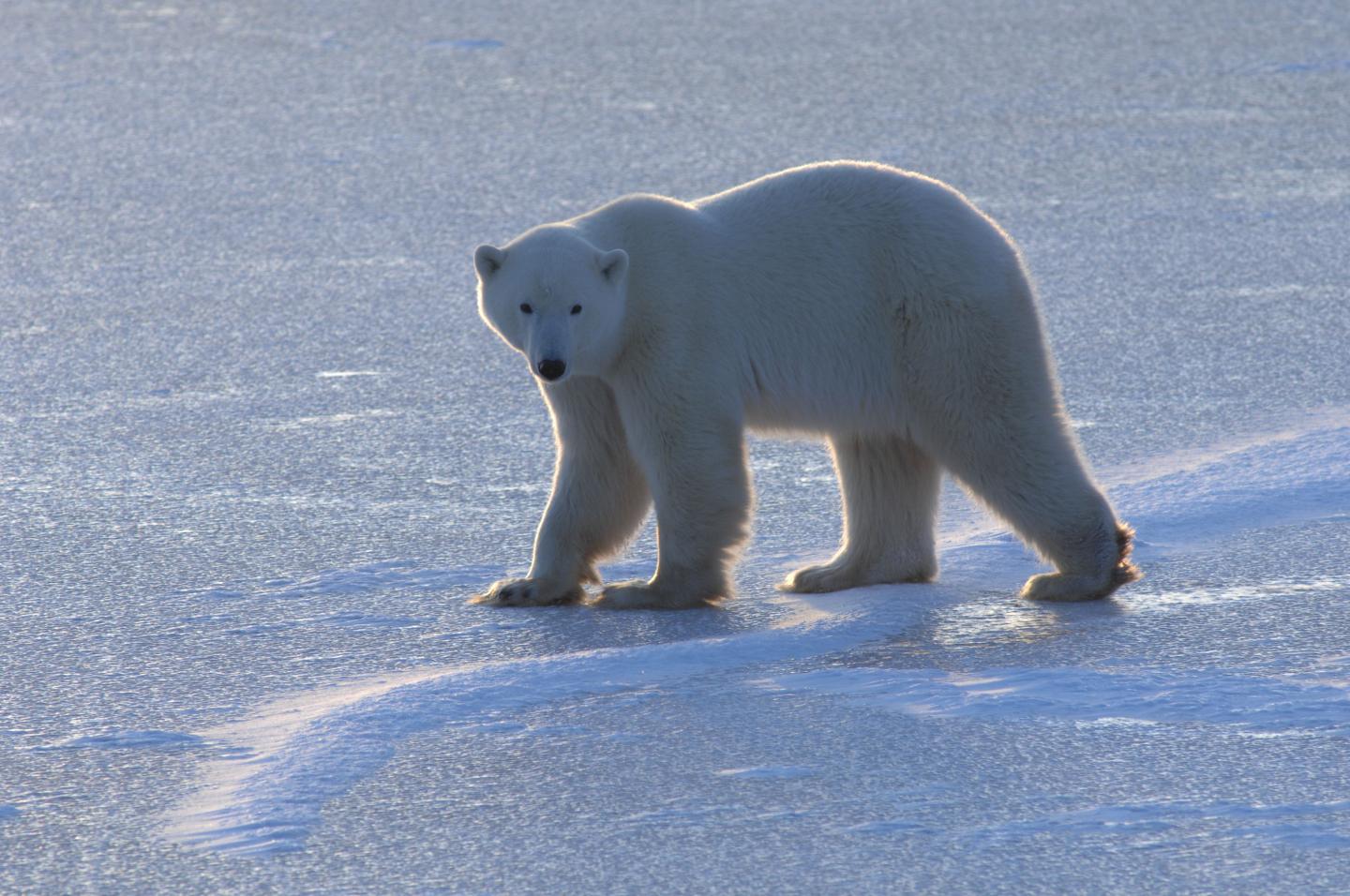 Polar Bear [IMAGE] | EurekAlert! Science News Releases