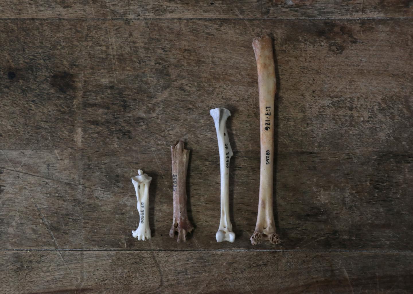 Tongoenas Burleyi Was Largest [IMAGE] | EurekAlert! Science News Releases