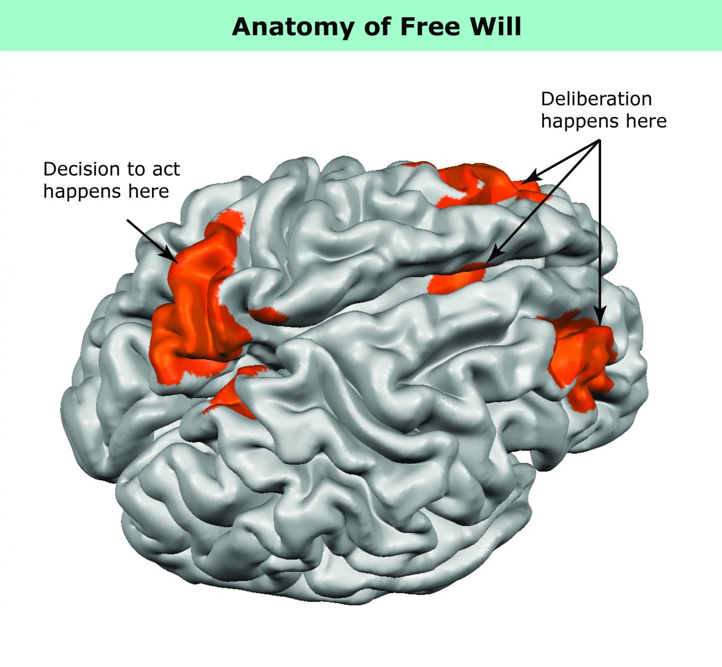What free will looks like in the brain | EurekAlert!