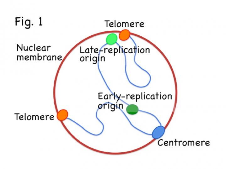Intra-Nuclear Localization [IMAGE] | EurekAlert! Science News Releases