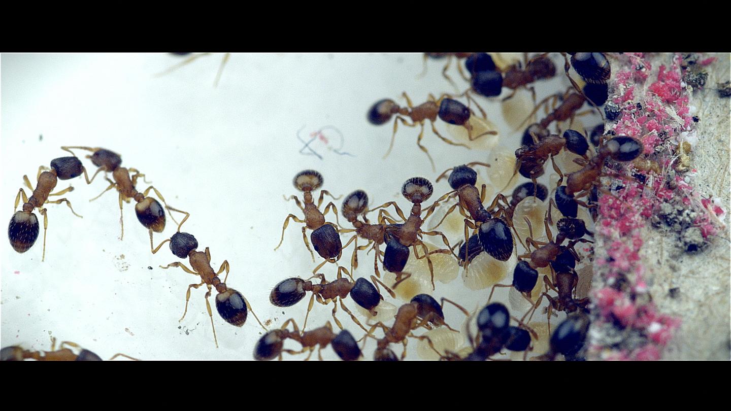 Working Ants [IMAGE] | EurekAlert! Science News Releases