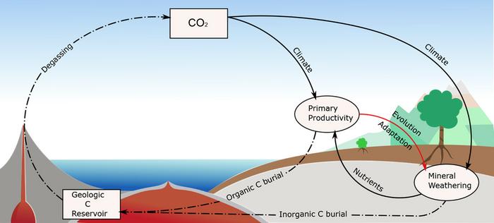 How the plant world shapes the climate cycle | EurekAlert!