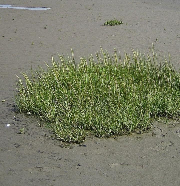 Clumped Marsh Grass [IMAGE] | EurekAlert! Science News Releases