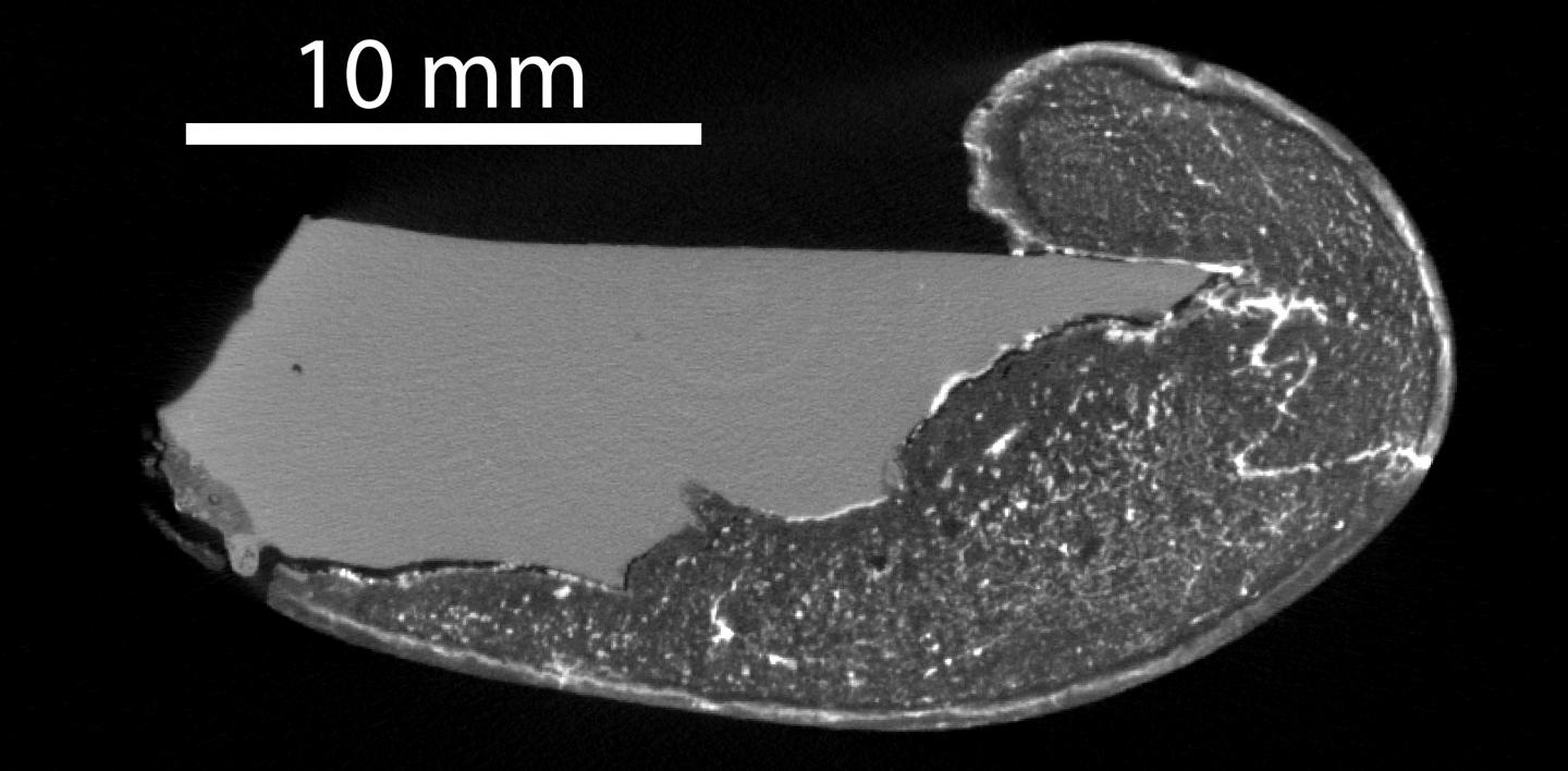 Micro-CT Scan [IMAGE] | EurekAlert! Science News Releases