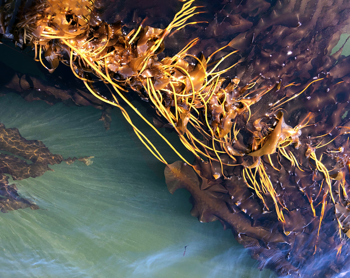 kelp [IMAGE] | EurekAlert! Science News Releases