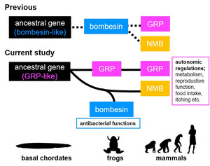 Delinked? Novel insights into evolutionary li | EurekAlert!