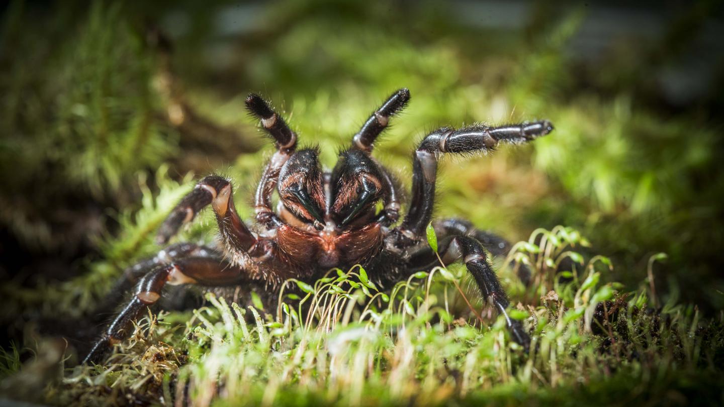 Spider about to Strike [IMAGE] | EurekAlert! Science News Releases