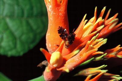 Fly on a Flower [IMAGE] | EurekAlert! Science News Releases